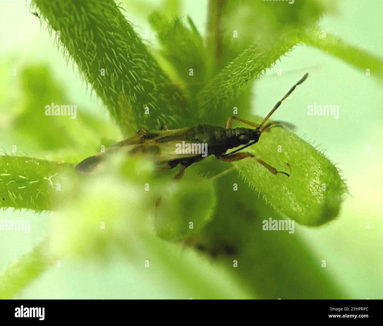 Common Flowerbug (Anthocoris nemorum Stock Photo - Alamy