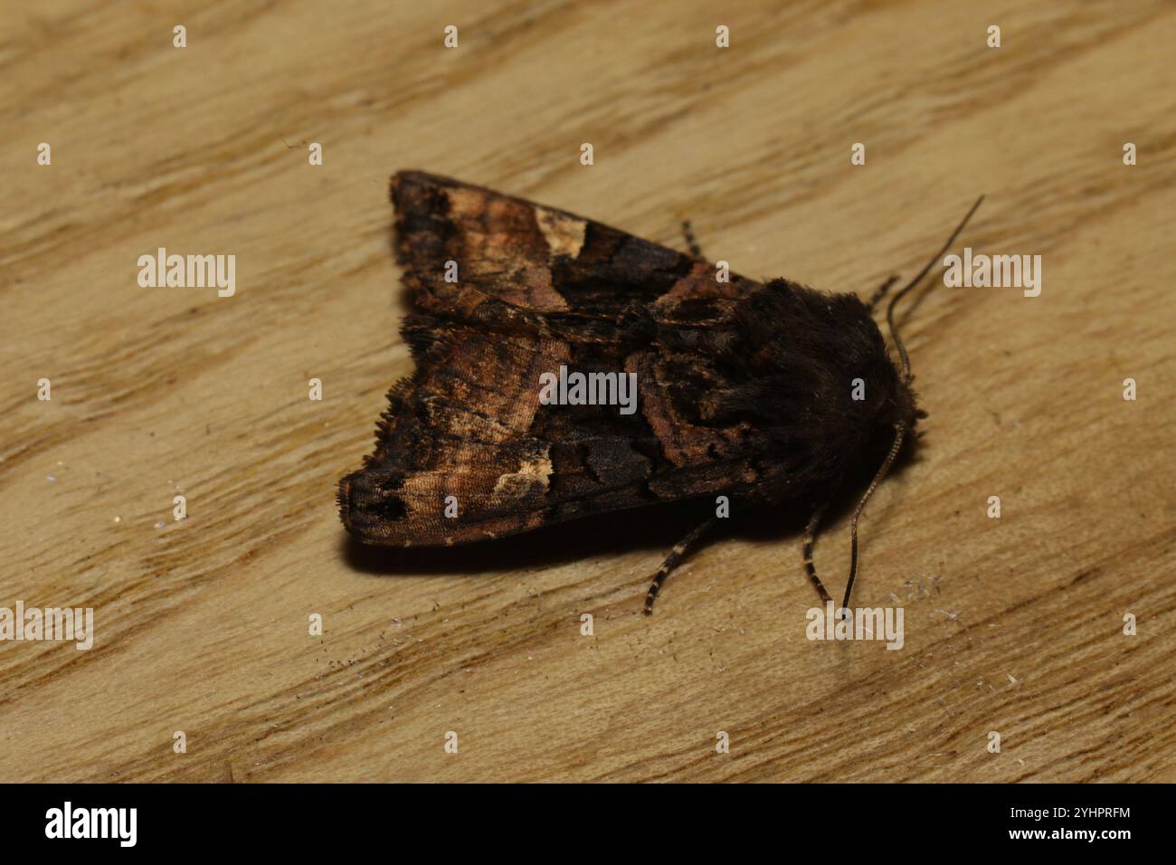 Small Angle Shades (Euplexia lucipara Stock Photo - Alamy