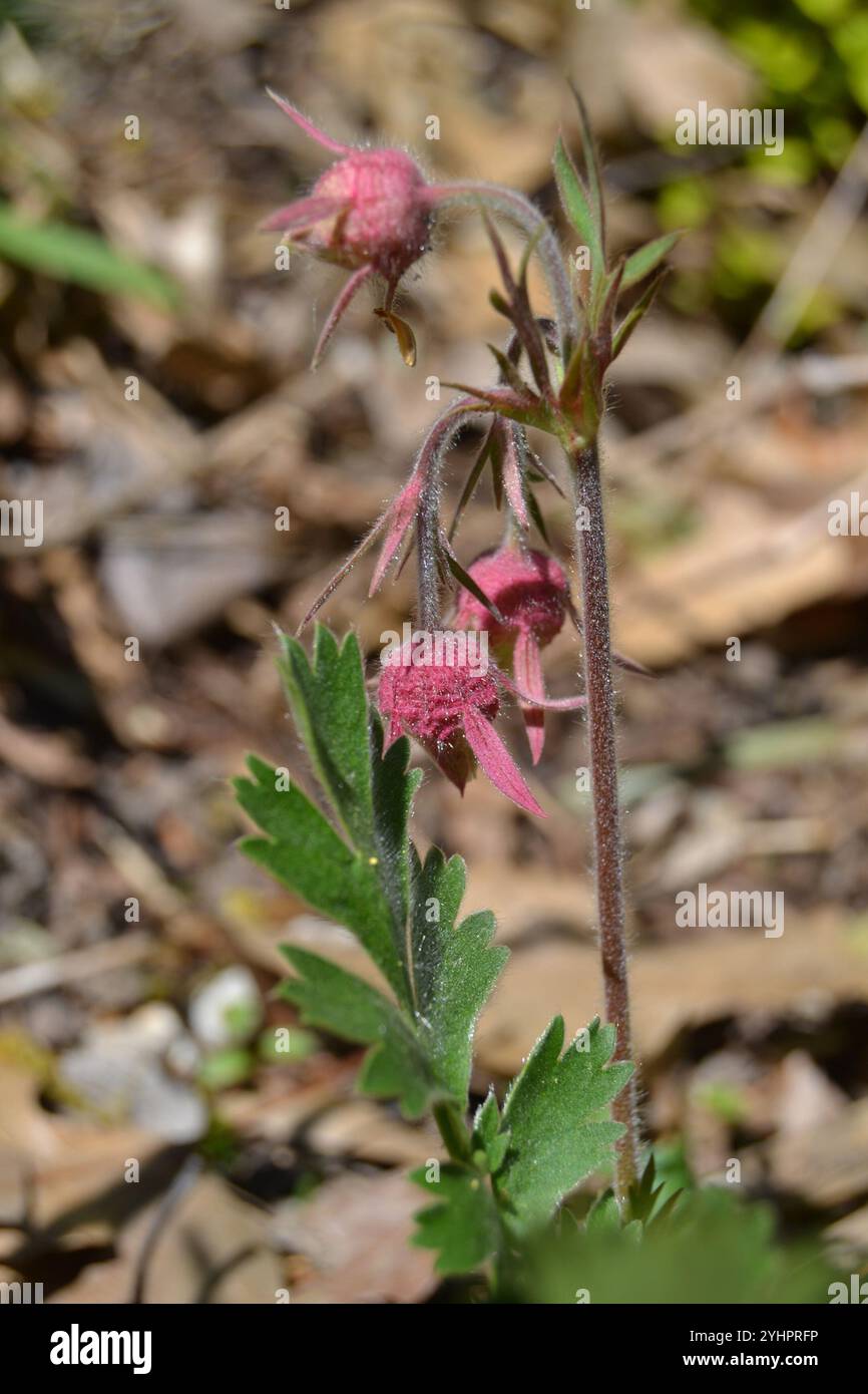 prairie smoke (Geum triflorum Stock Photo - Alamy