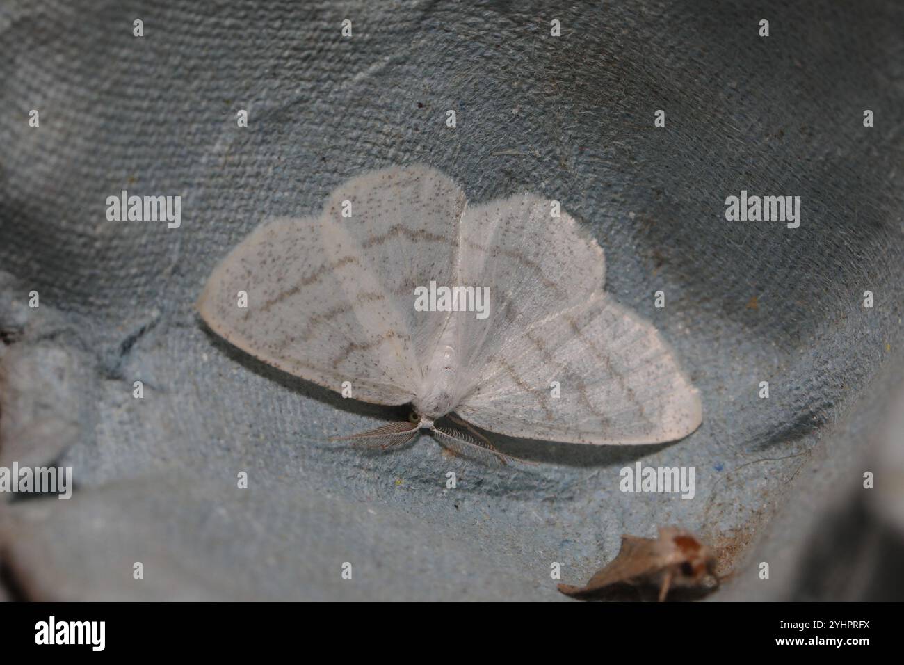 Common White Wave (Cabera pusaria Stock Photo - Alamy