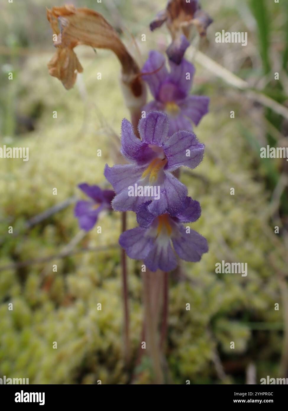 oneflower broomrape (Aphyllon purpureum Stock Photo - Alamy