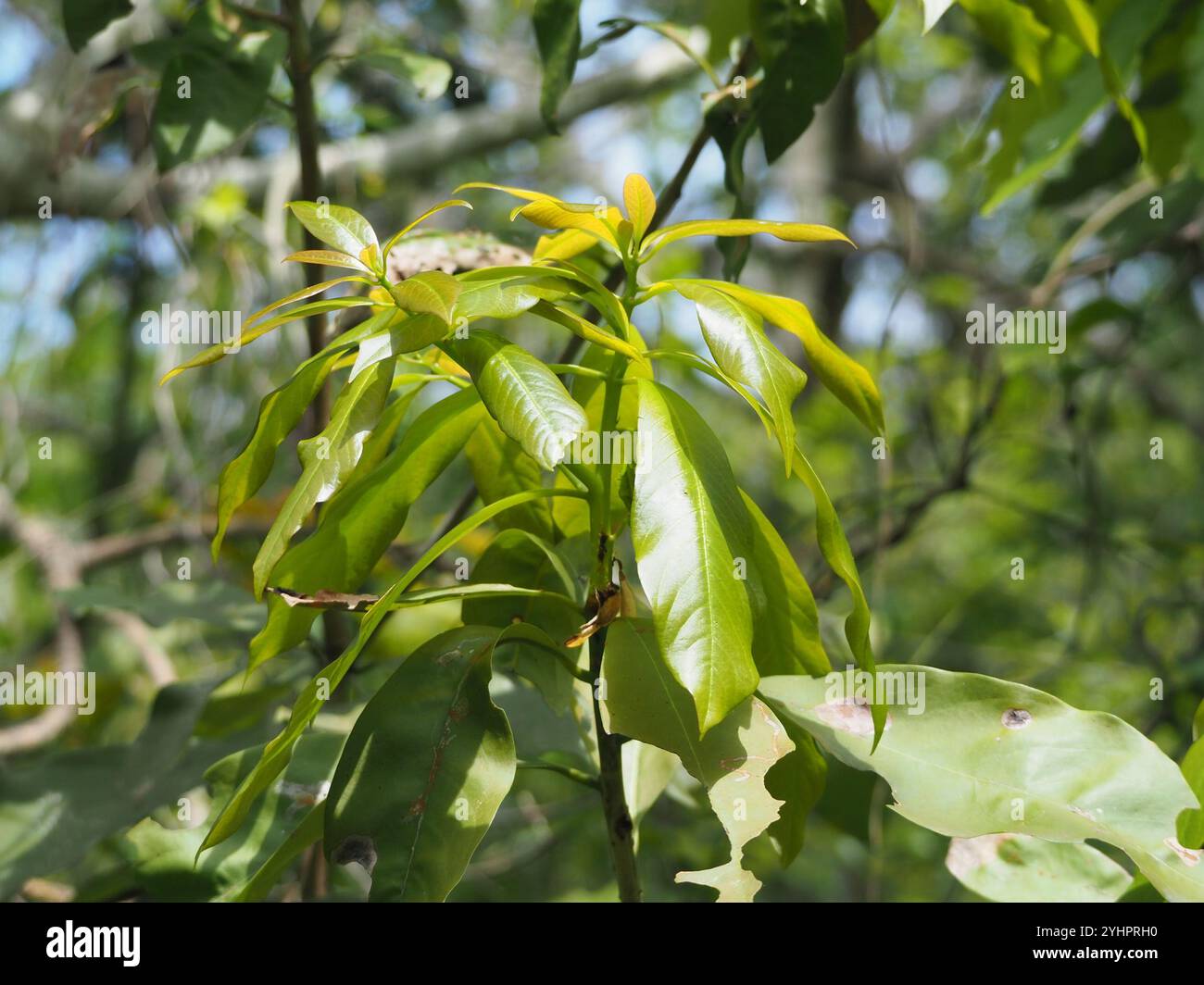 Large-leaved Nanmu (Machilus japonica kusanoi Stock Photo - Alamy