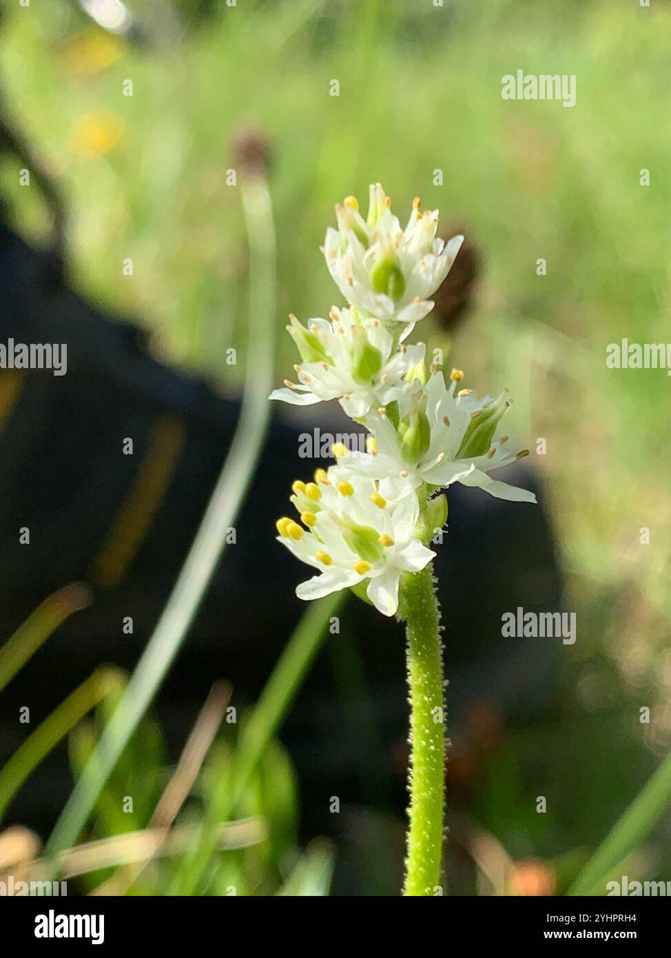 Sticky False Asphodel (Triantha glutinosa Stock Photo - Alamy