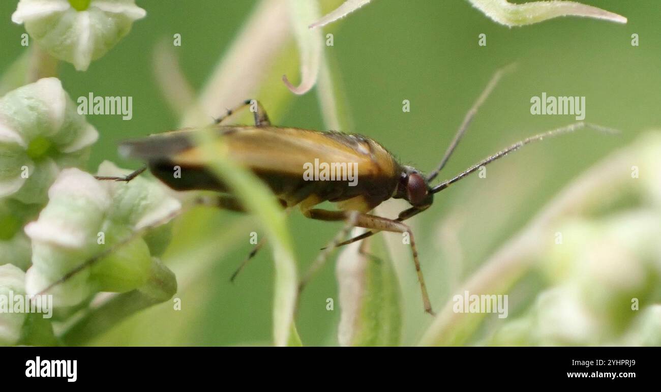 Common Nettle Flower Bug (Plagiognathus arbustorum Stock Photo - Alamy