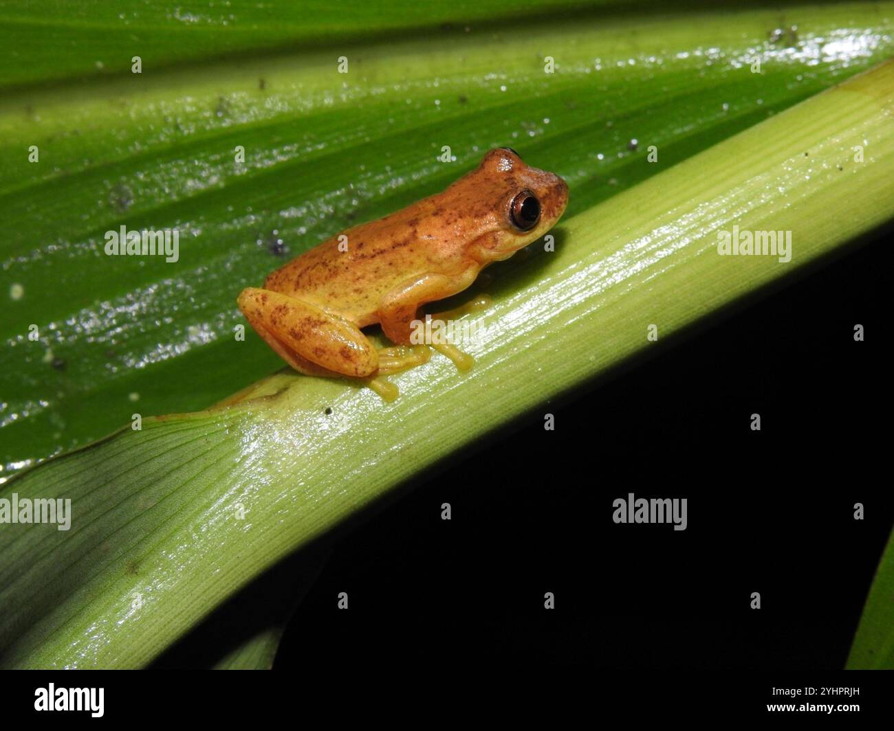 Boettger's Colombian Tree Frog (Dendropsophus columbianus Stock Photo ...