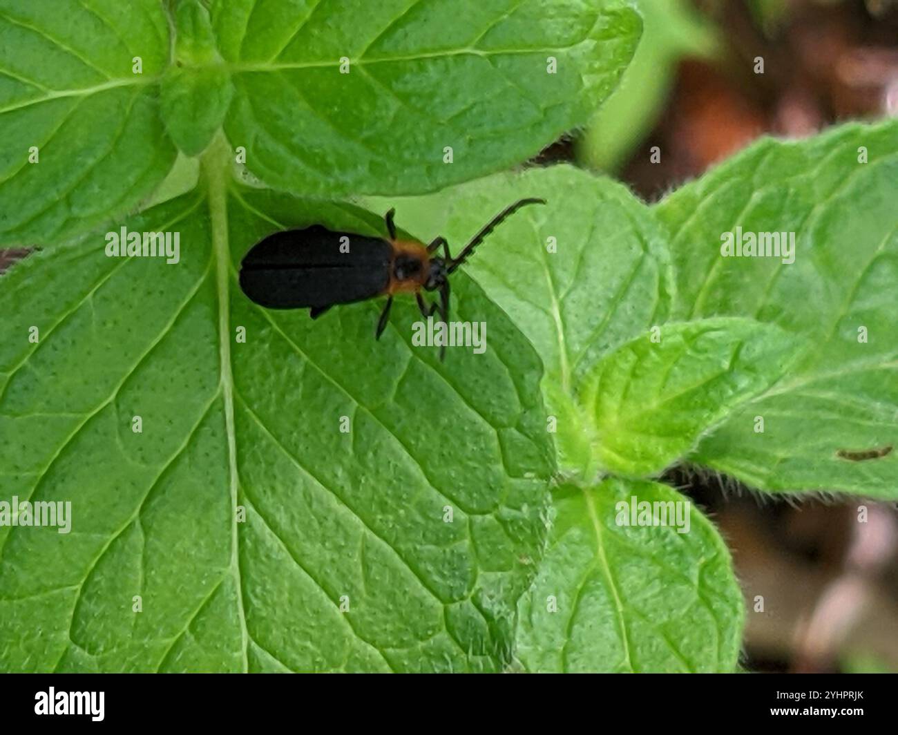 Net-winged Beetles (Lycidae Stock Photo - Alamy