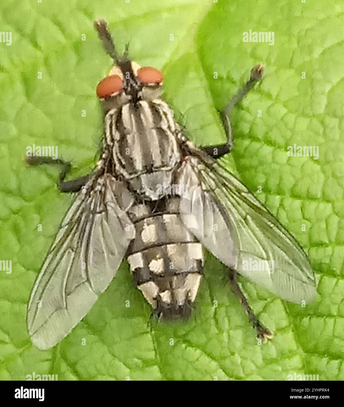 Common Flesh Flies (Sarcophaga Stock Photo - Alamy