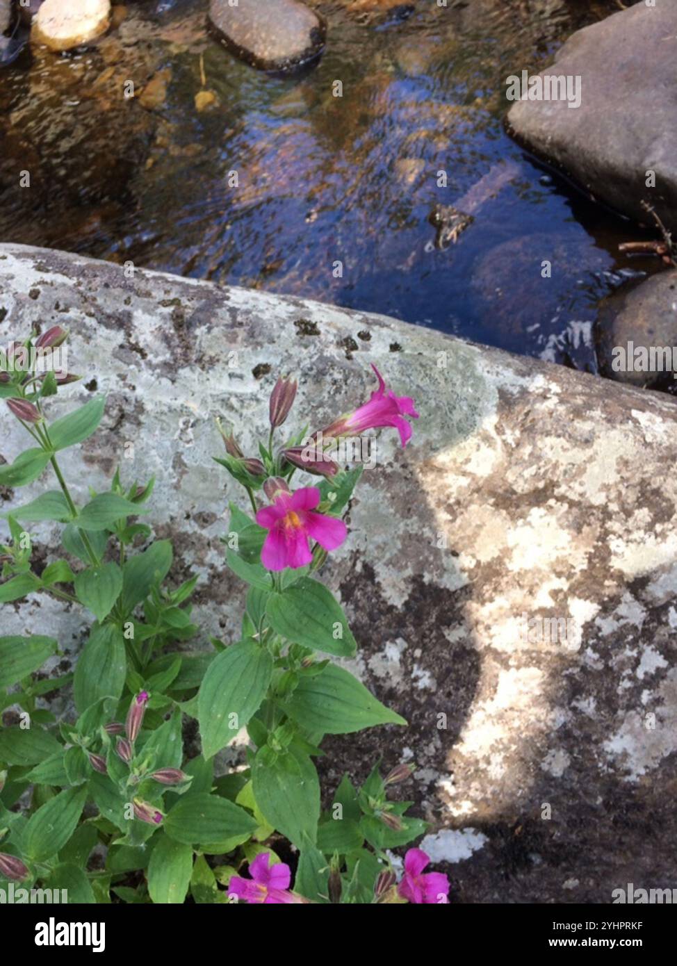 Lewis' monkeyflower (Erythranthe lewisii Stock Photo - Alamy