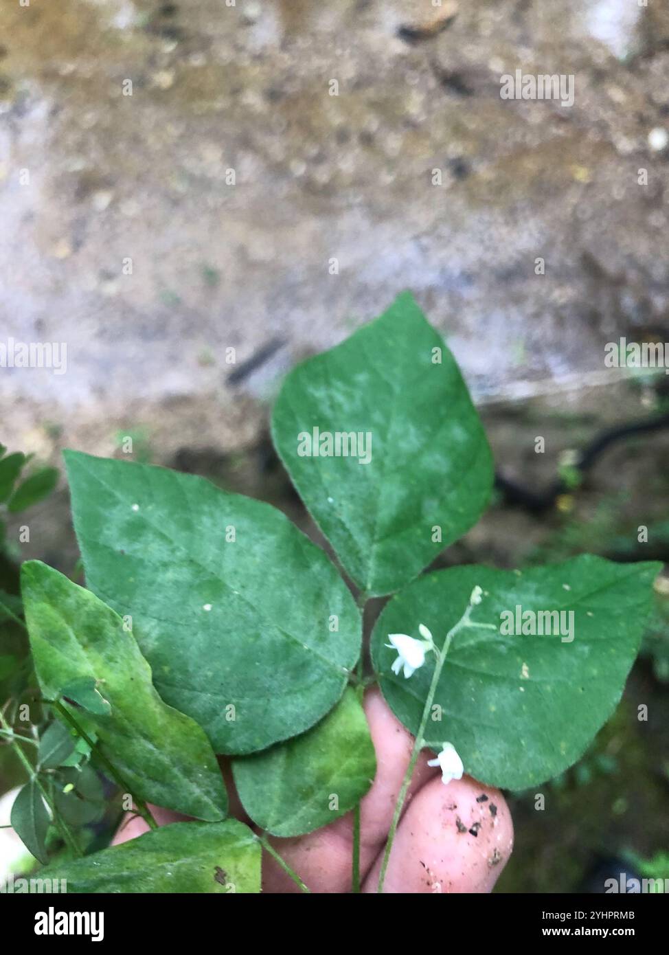 Few-flowered Tick-trefoil (Hylodesmum pauciflorum Stock Photo - Alamy
