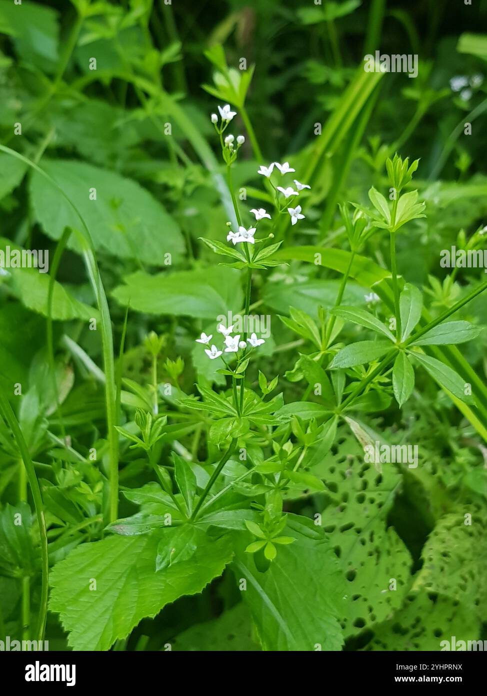 River Bedstraw (Galium rivale Stock Photo - Alamy