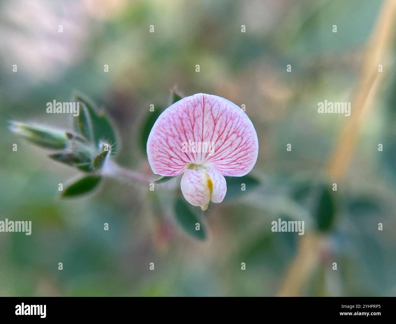 Spanish clover (Acmispon americanus Stock Photo - Alamy