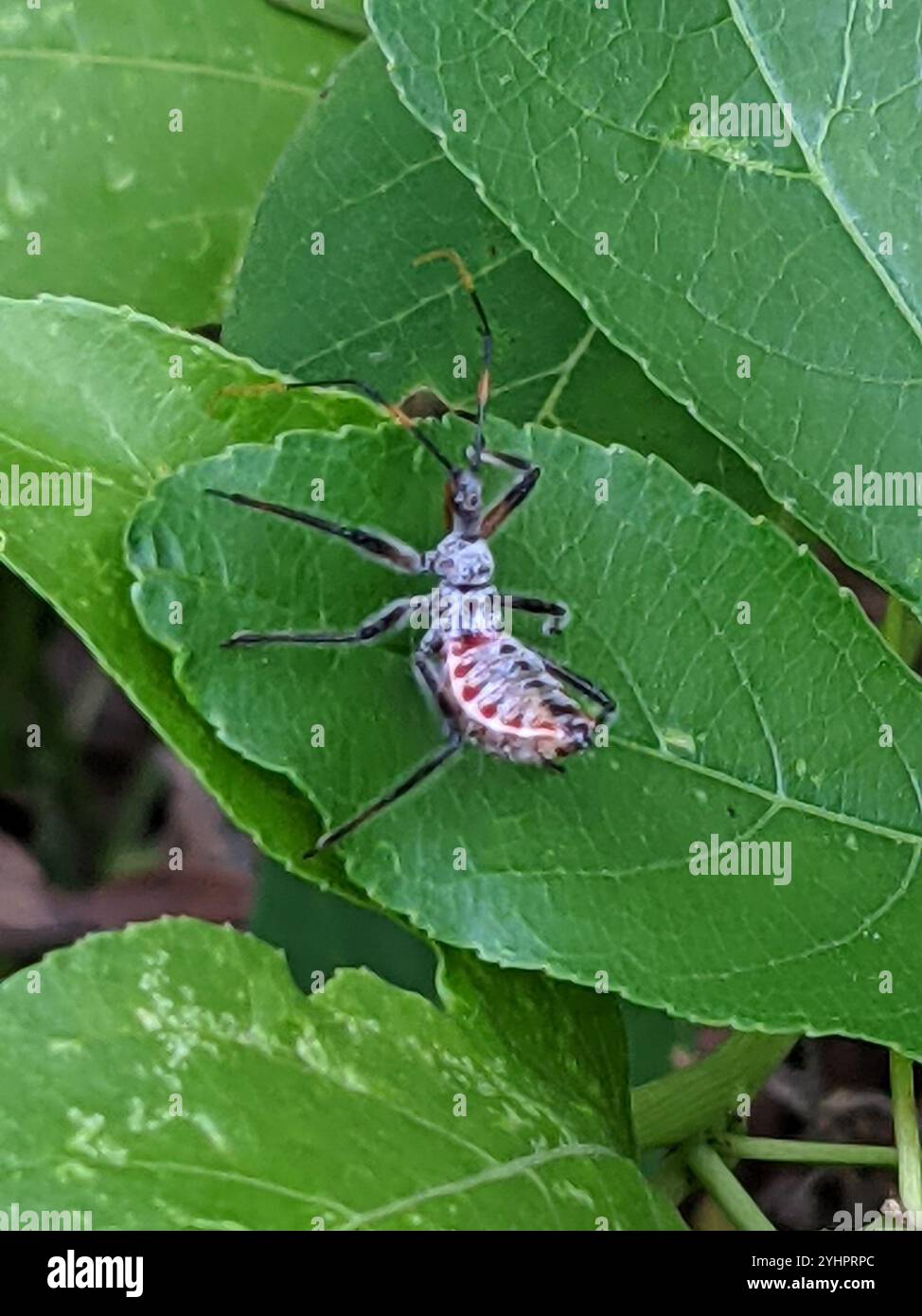 North American Wheel Bug (Arilus cristatus Stock Photo - Alamy