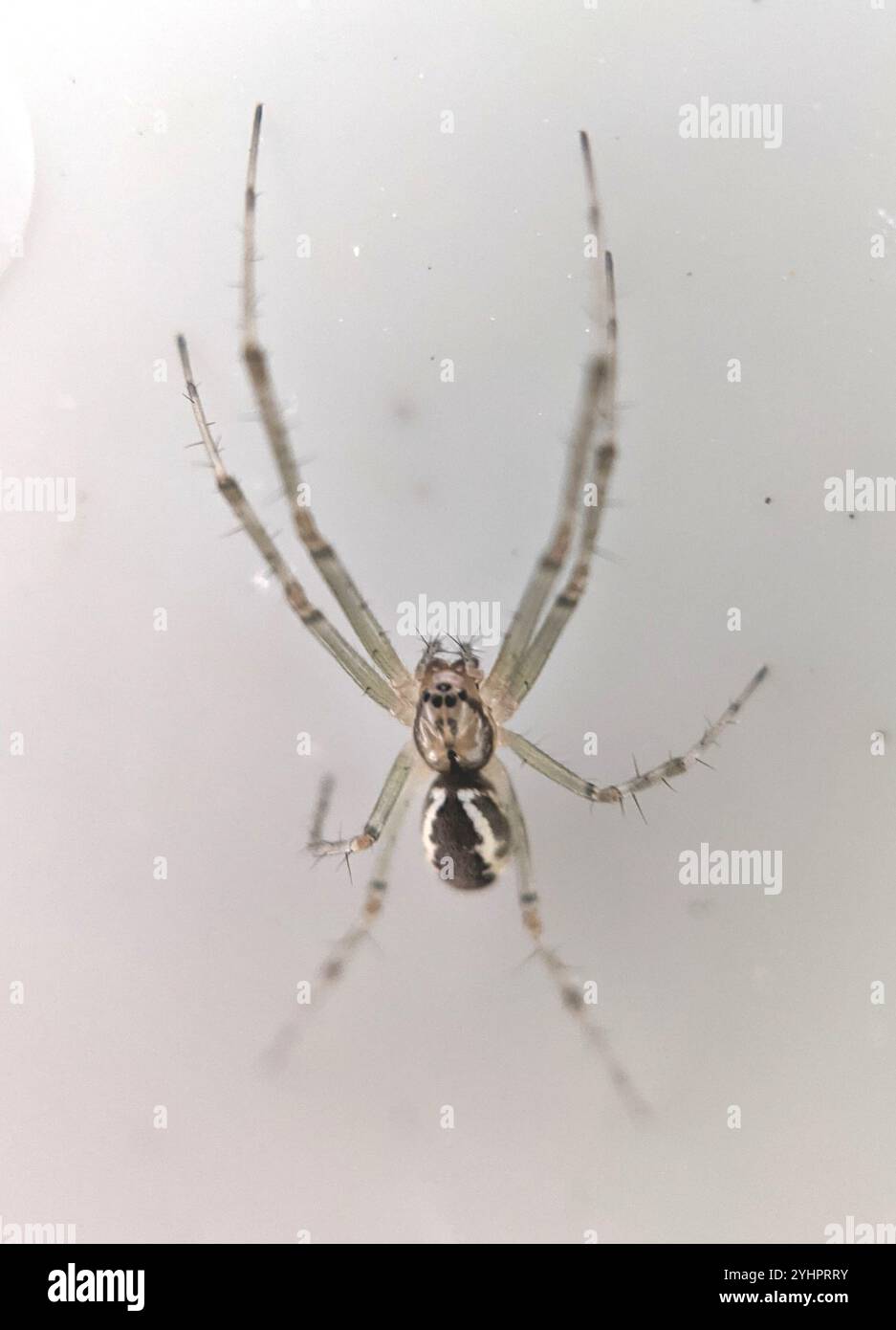 Common sheetweb spider (Linyphia triangularis Stock Photo - Alamy