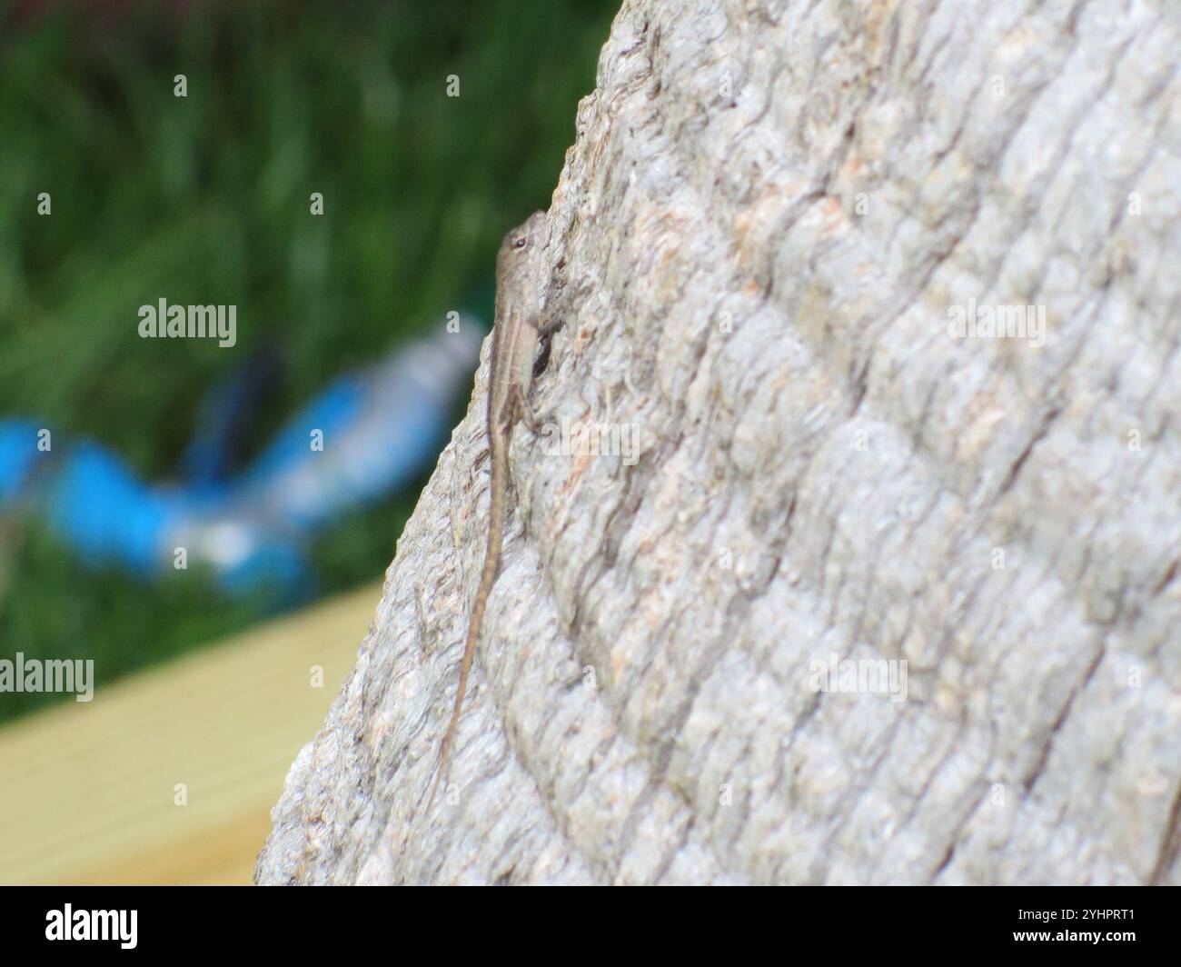 Brown Anole (Anolis sagrei Stock Photo - Alamy