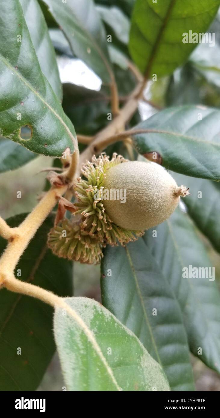 Tanoak (Notholithocarpus densiflorus Stock Photo - Alamy