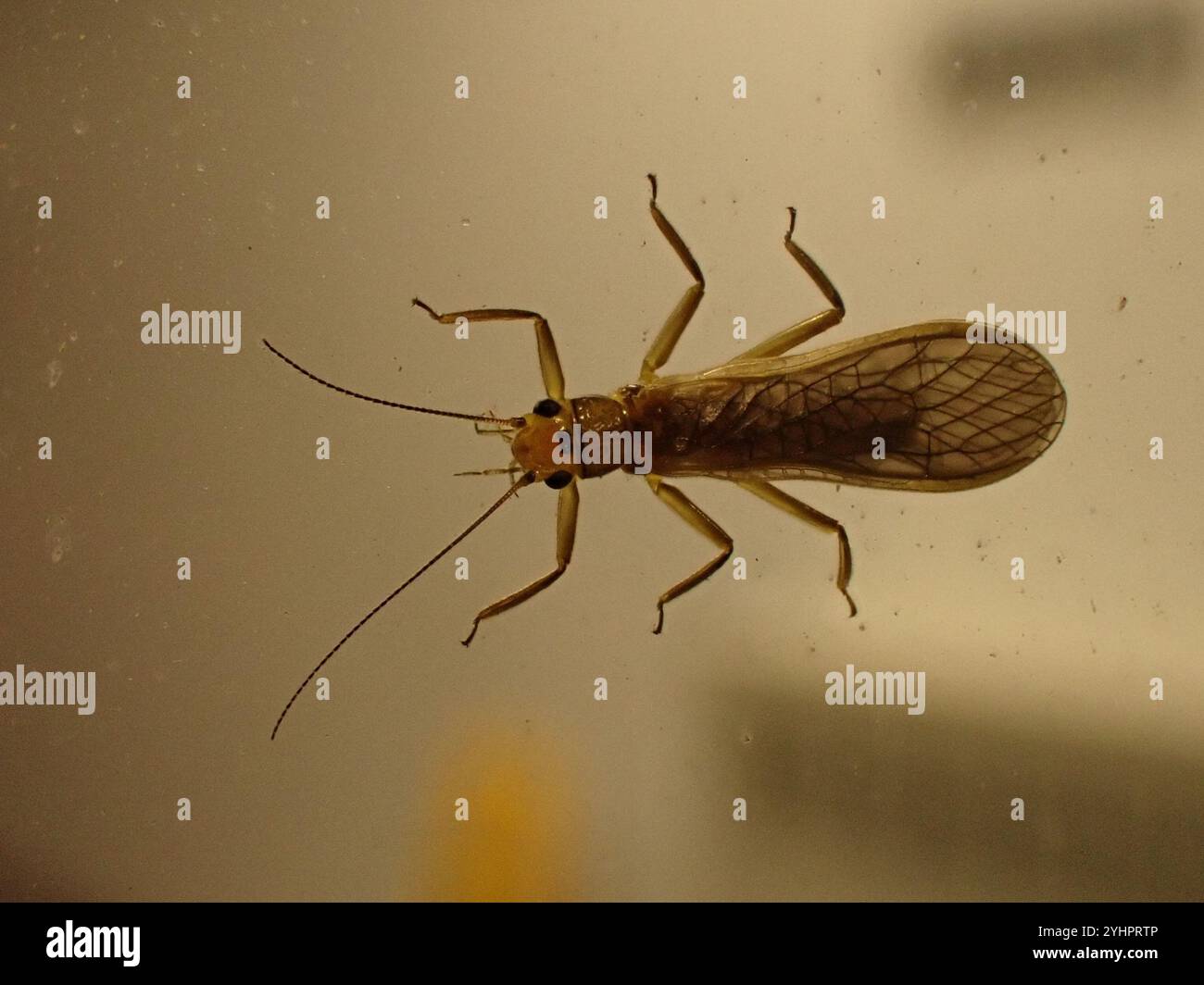 Tropical Stoneflies (Neoperla Stock Photo - Alamy