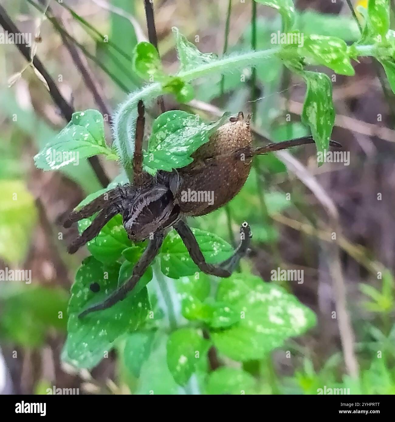 Radiated Wolf Spider (Hogna radiata Stock Photo - Alamy