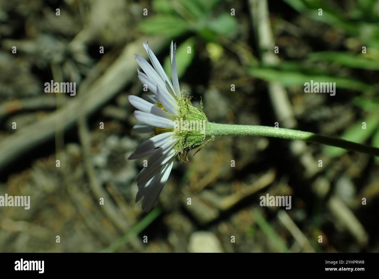 Subalpine Fleabane (Erigeron glacialis Stock Photo - Alamy