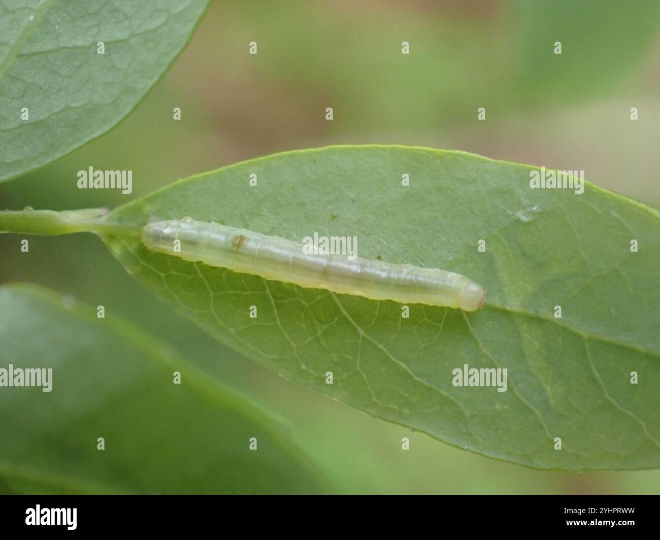 Geometer Moths (Geometridae Stock Photo - Alamy