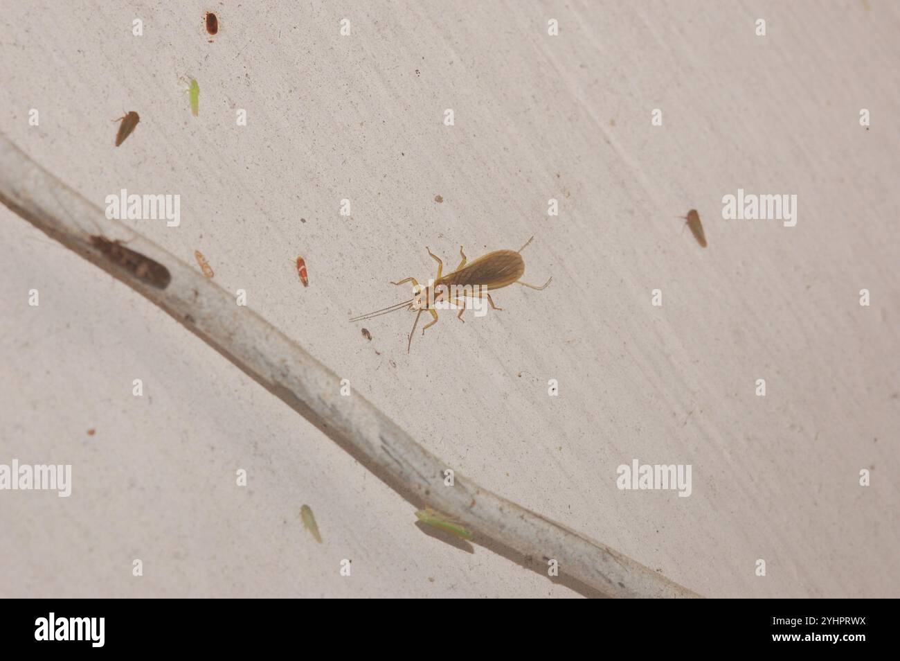 Common Stoneflies (Perlidae Stock Photo - Alamy