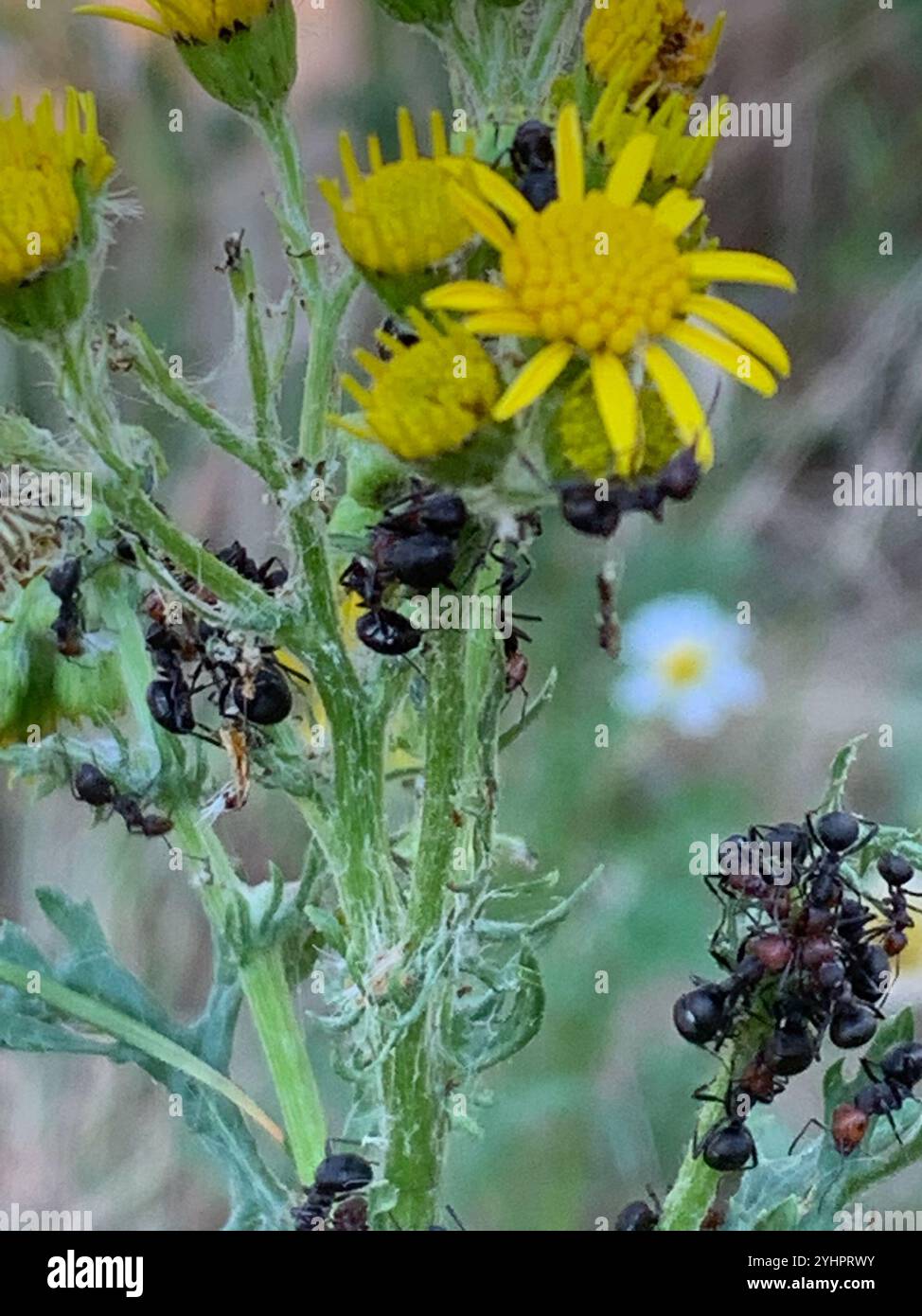 Western Thatching Ant (Formica obscuripes Stock Photo - Alamy