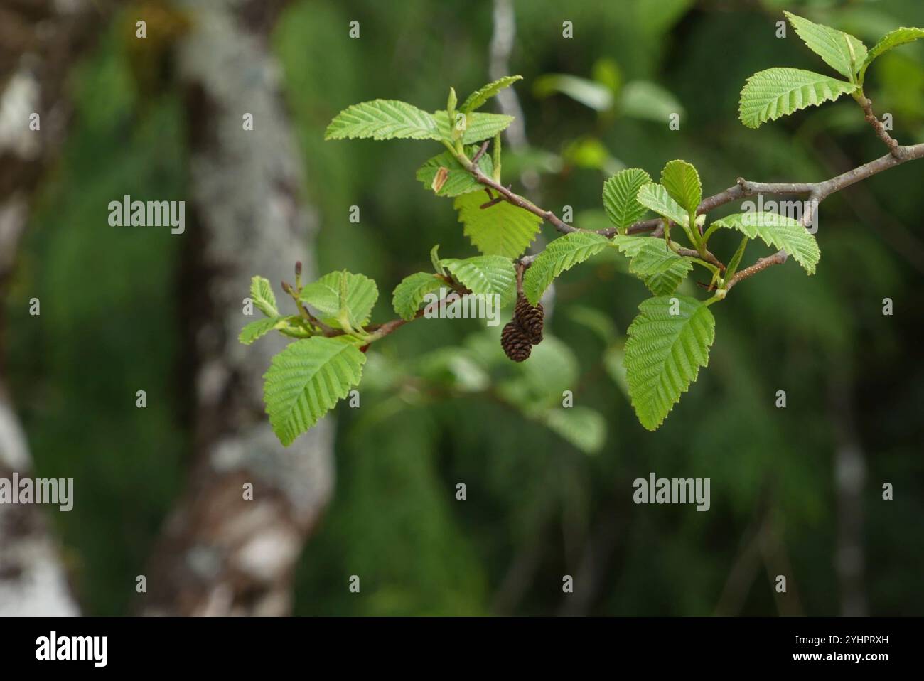 Red Alder (Alnus rubra Stock Photo - Alamy