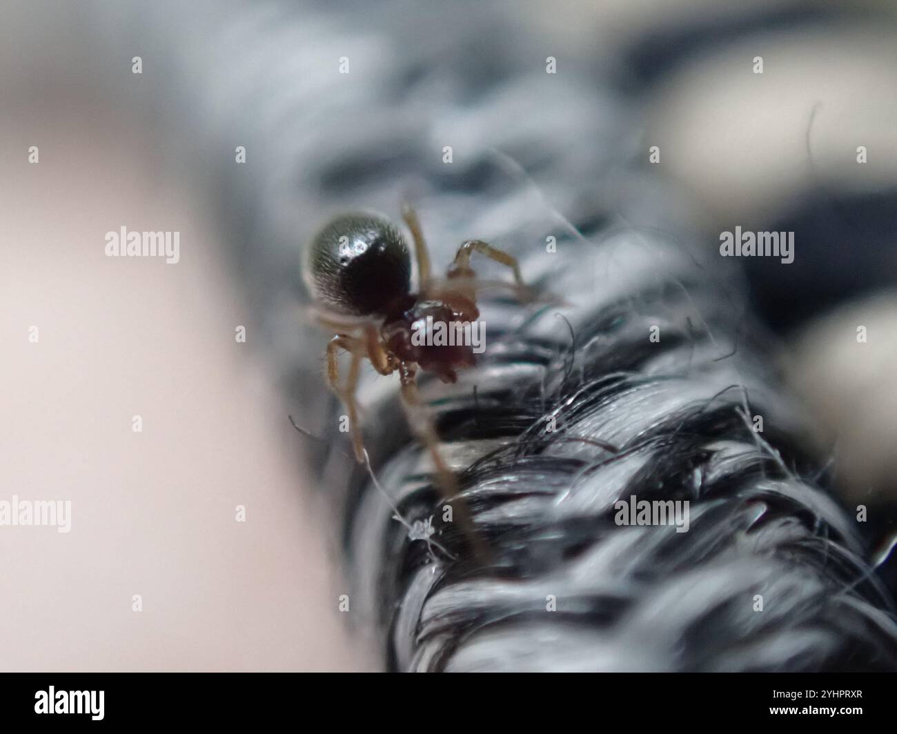 Dwarf Spiders (Erigoninae Stock Photo - Alamy