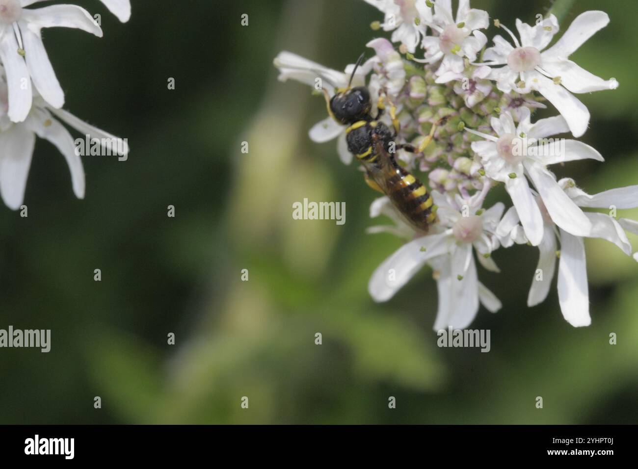 Square-headed Wasps, Sand Wasps, and Allies (Crabronidae Stock Photo ...