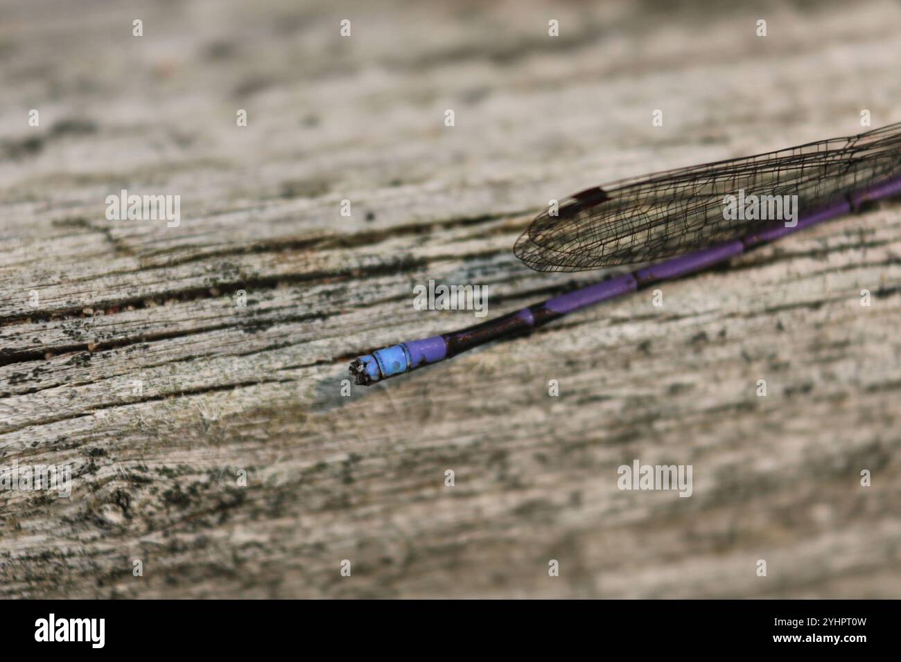 Variable Dancer (Argia fumipennis Stock Photo - Alamy