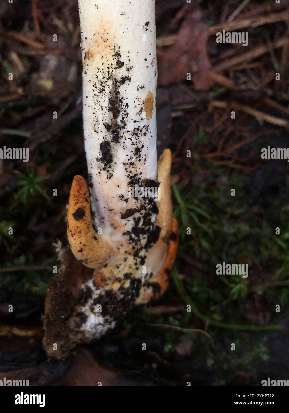 Trainwrecker (Neolentinus lepideus Stock Photo - Alamy