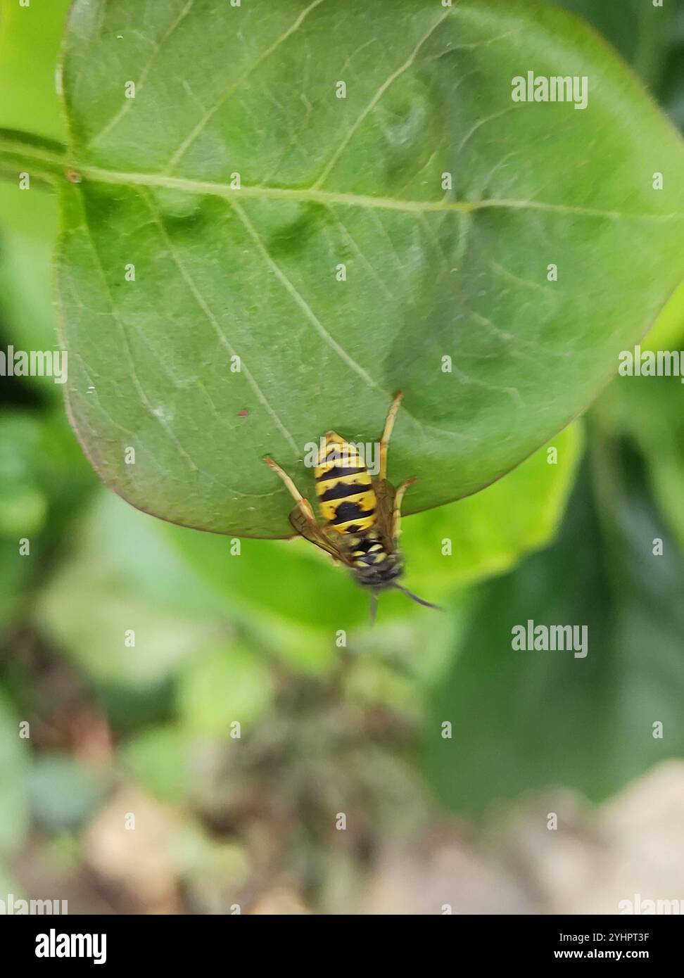 Common European Yellowjacket (Vespula vulgaris Stock Photo - Alamy