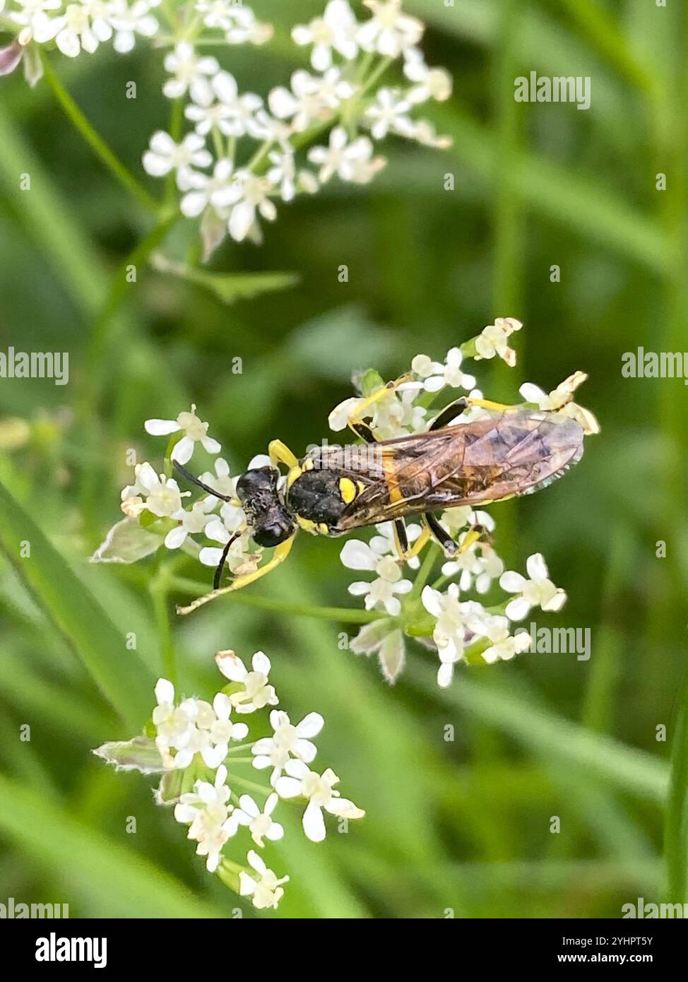 Yellow-sided Clover-sawfly (Tenthredo notha Stock Photo - Alamy