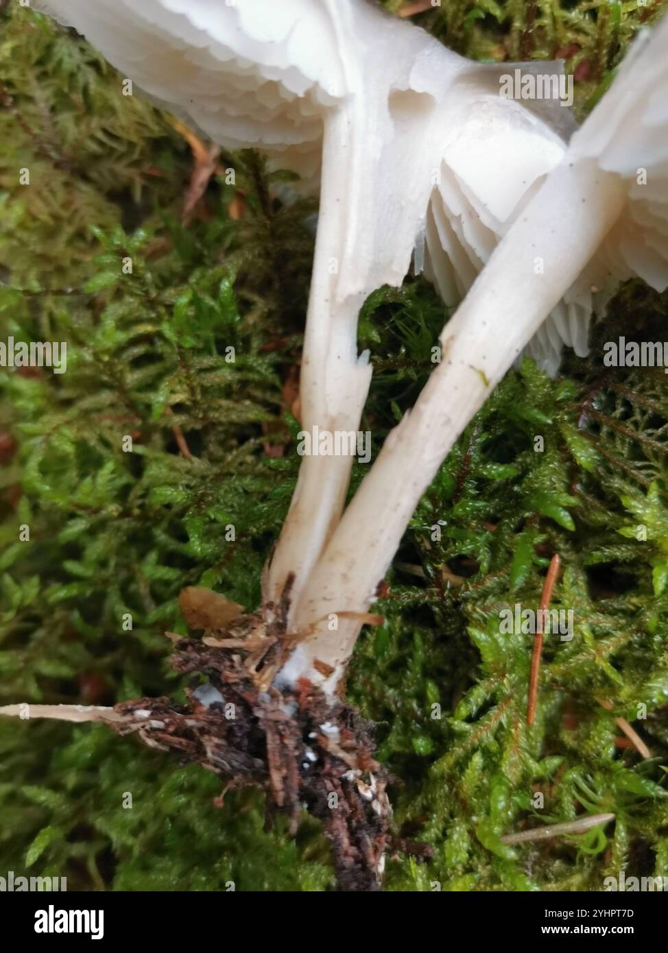 Fragrant Funnel (Clitocybe fragrans Stock Photo - Alamy