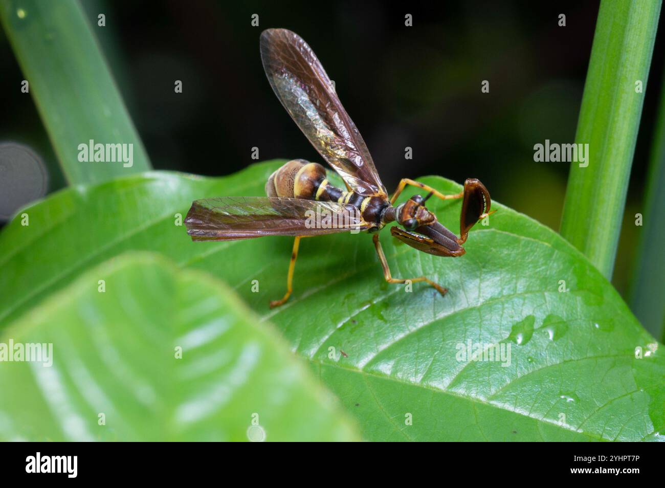Brown Wasp Mantidfly (Climaciella brunnea Stock Photo - Alamy
