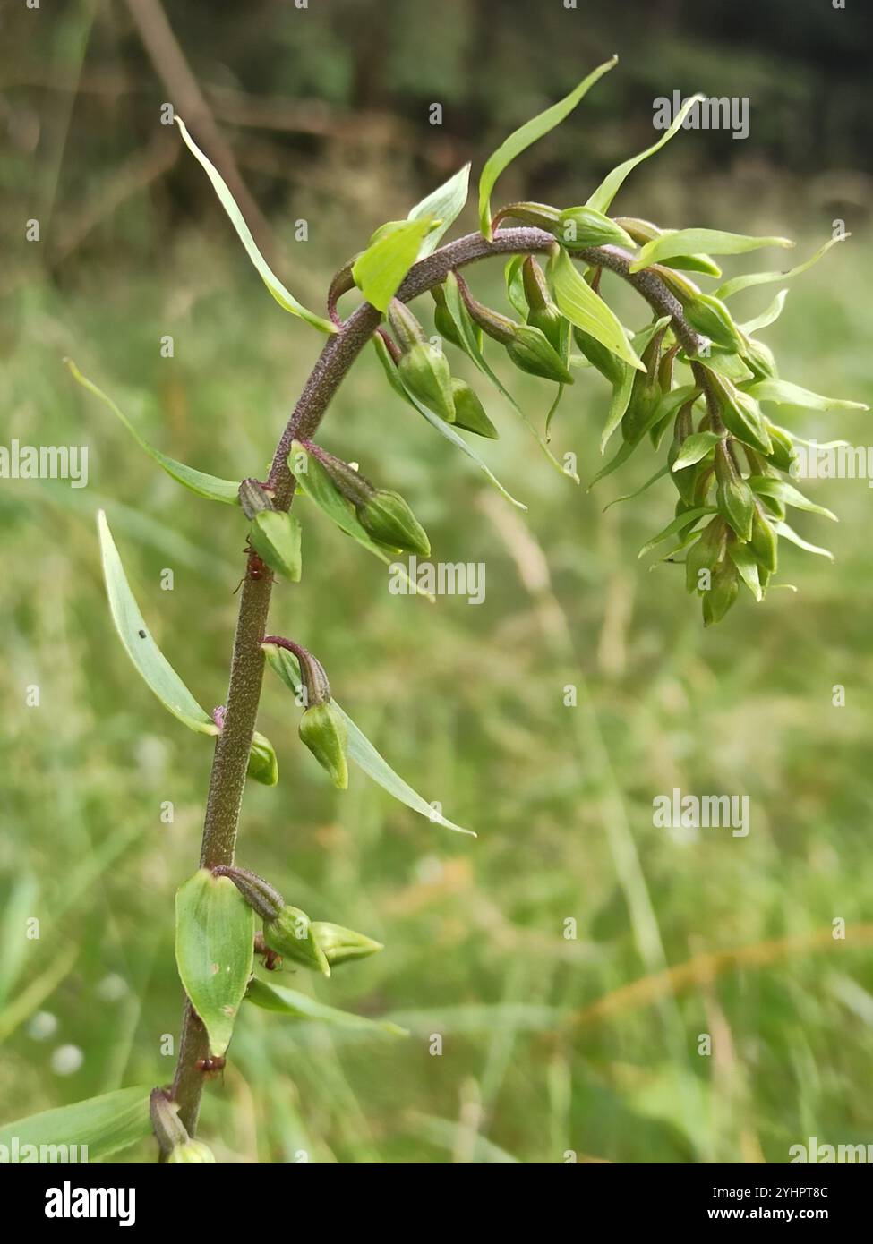 Broad-leaved helleborine (Epipactis helleborine Stock Photo - Alamy