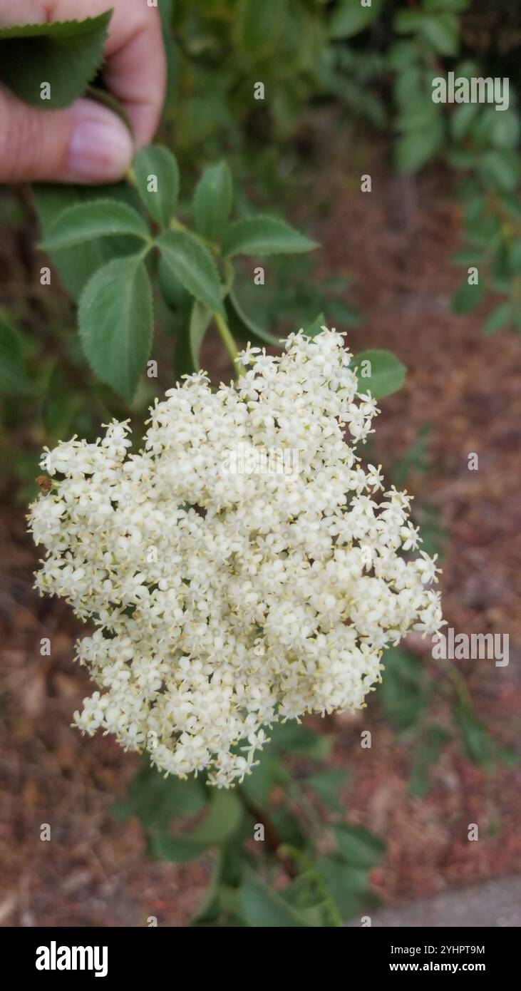 blue elder (Sambucus cerulea Stock Photo - Alamy