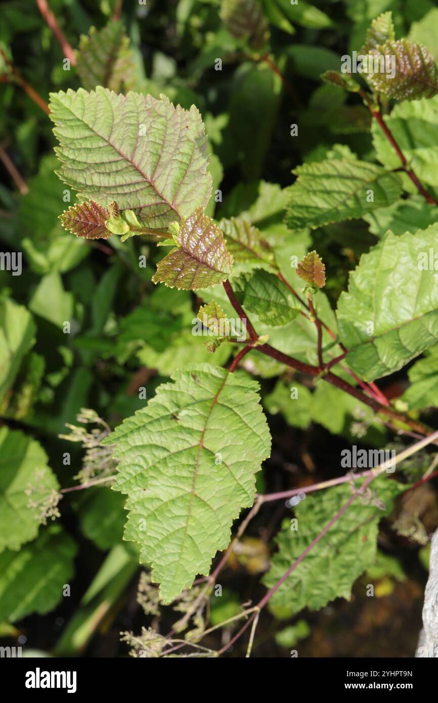 grey alder (Alnus incana Stock Photo - Alamy