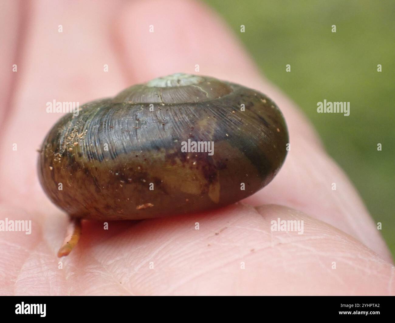 Robust Lancetooth Snail (Haplotrema vancouverense Stock Photo - Alamy