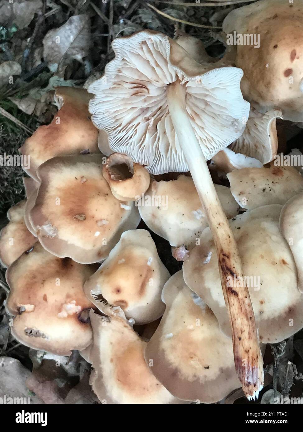 Spindleshank (Gymnopus fusipes Stock Photo - Alamy