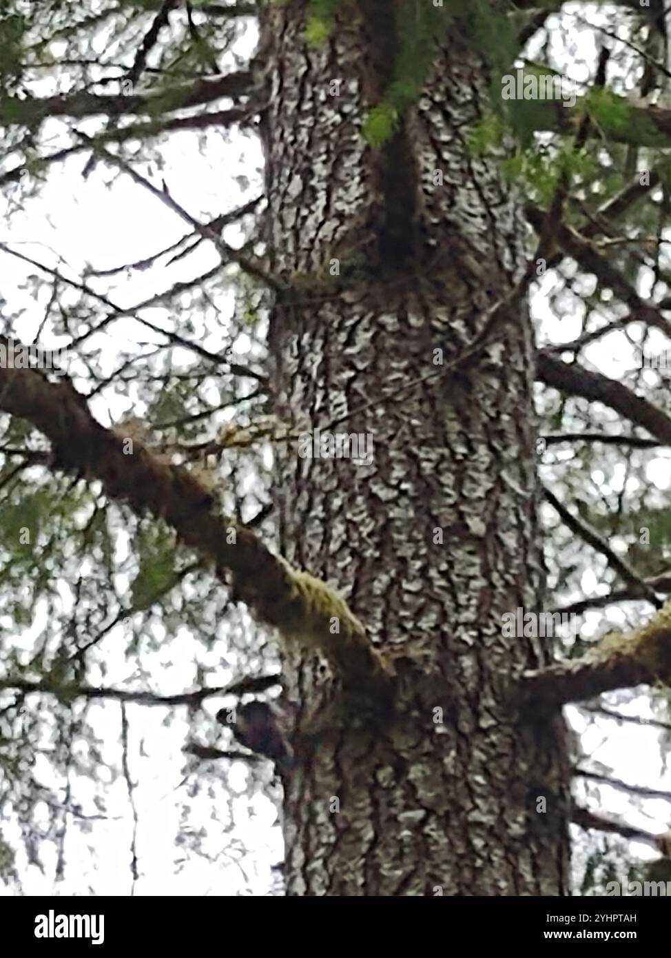 Dryobates Woodpeckers (Dryobates Stock Photo - Alamy
