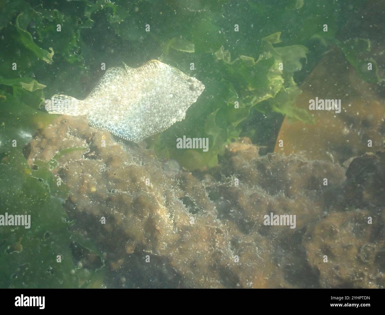 Righteye Flounders (Pleuronectidae Stock Photo - Alamy