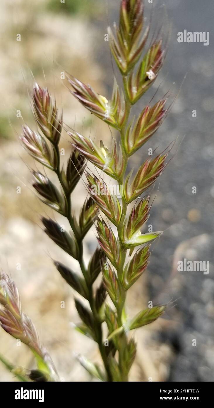Italian Ryegrass (Lolium multiflorum Stock Photo - Alamy