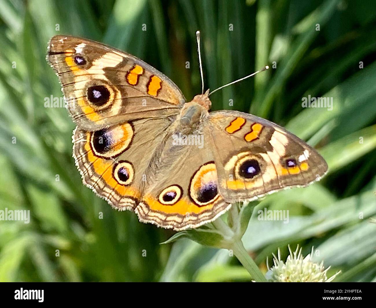 Common Buckeye (Junonia coenia Stock Photo - Alamy