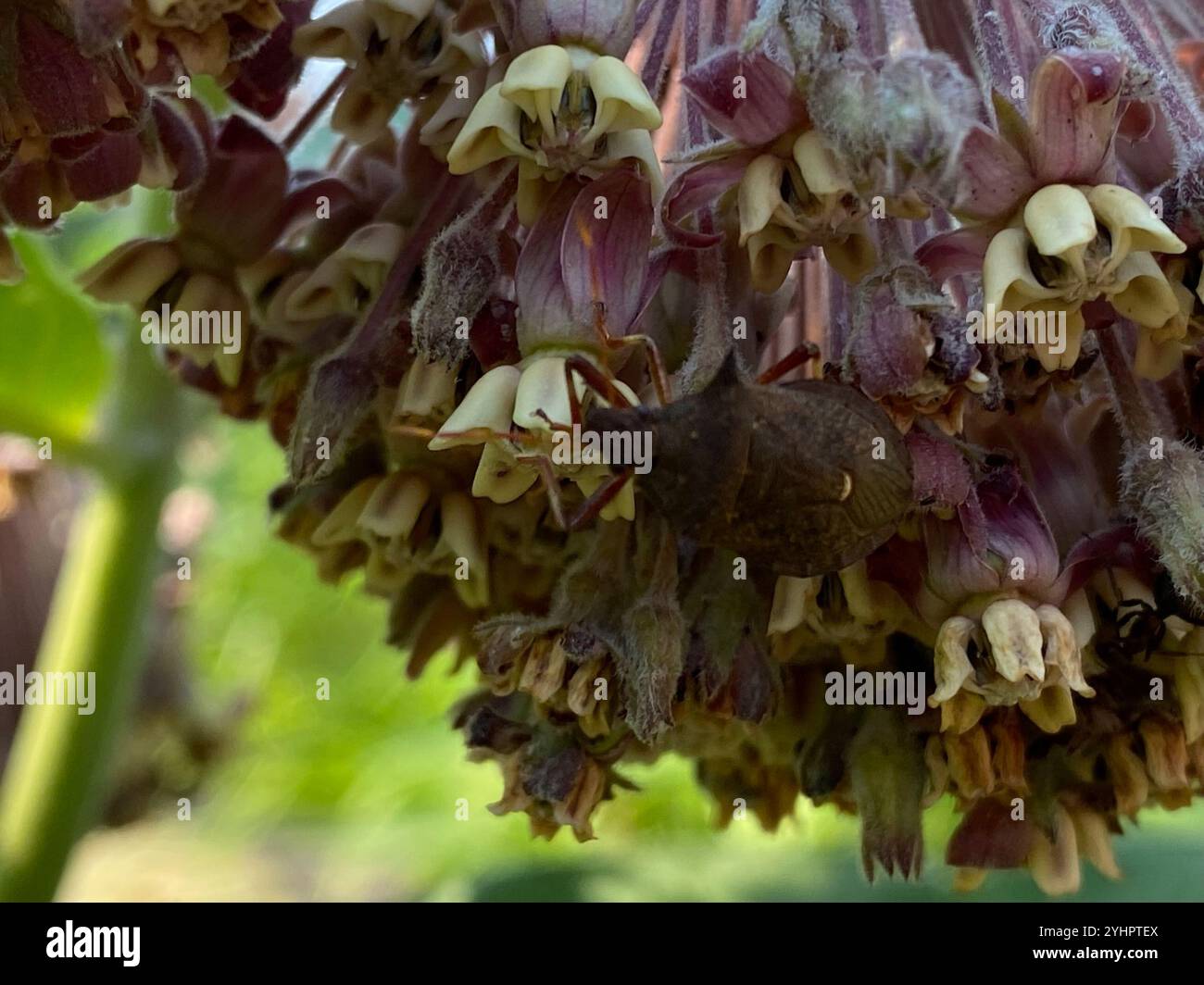 Spiny Shield Bug (Picromerus bidens Stock Photo - Alamy