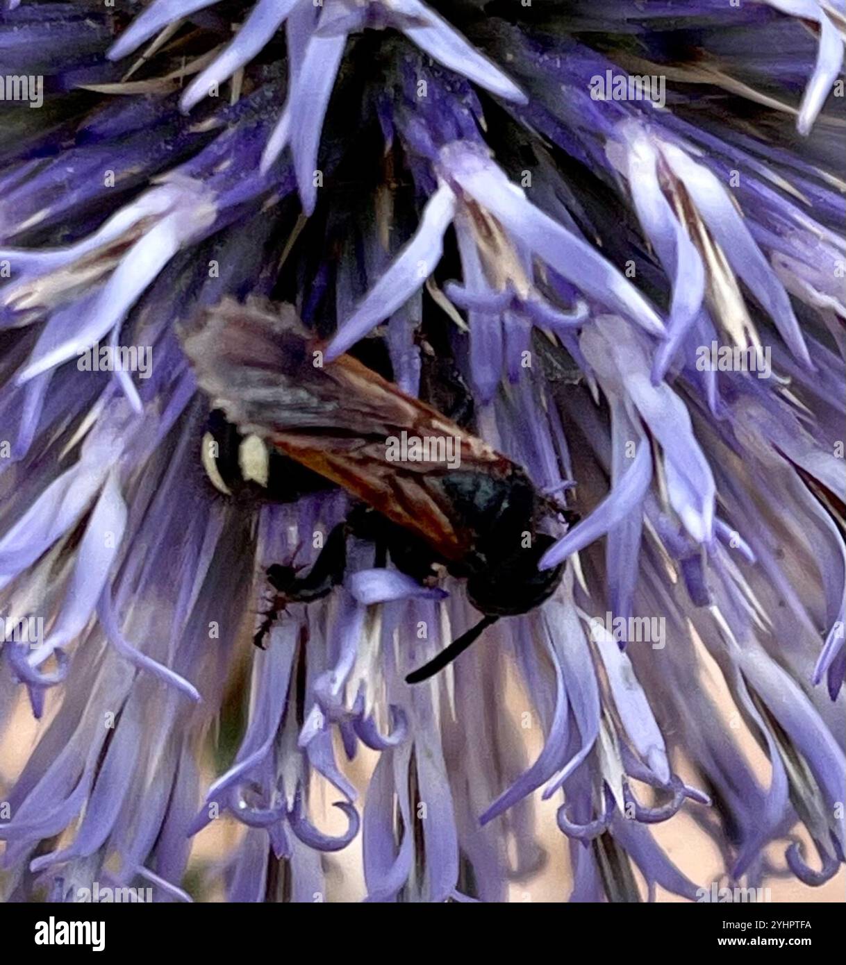 Scolia sexmaculata hi-res stock photography and images - Alamy