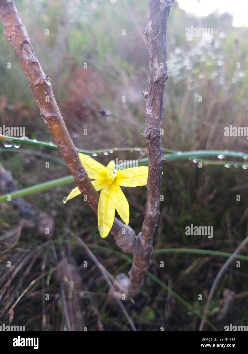 Cape Tulips (Moraea Stock Photo - Alamy