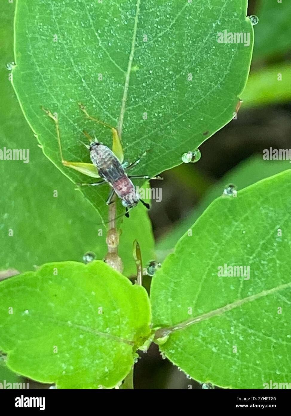 Red-headed Bush Cricket (Phyllopalpus pulchellus Stock Photo - Alamy