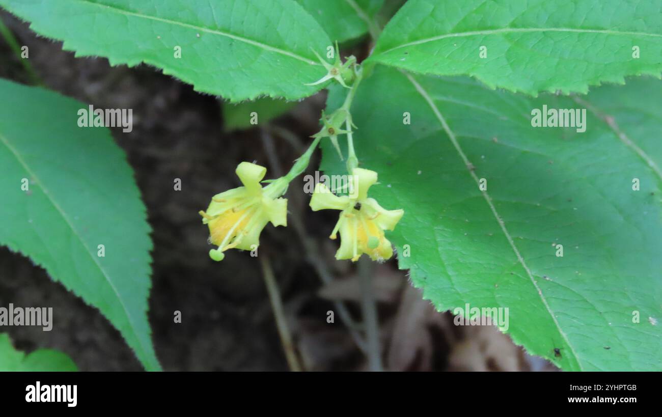 northern bush honeysuckle (Diervilla lonicera Stock Photo - Alamy