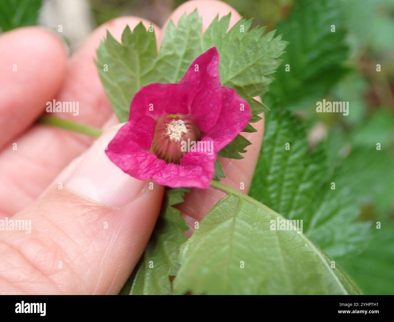 Salmonberry (Rubus spectabilis Stock Photo - Alamy