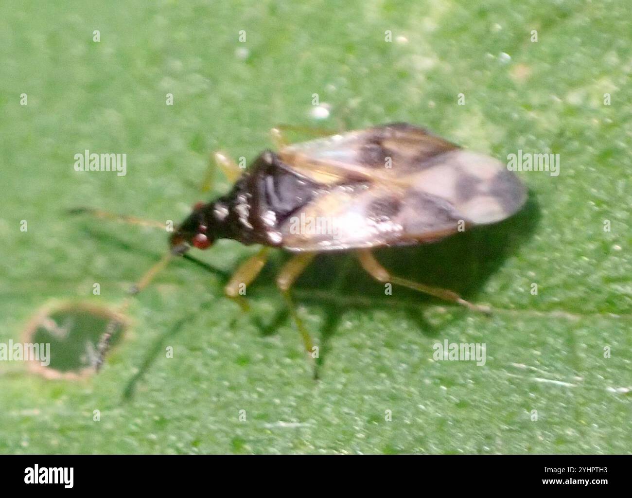 Common Flowerbug (Anthocoris nemorum Stock Photo - Alamy